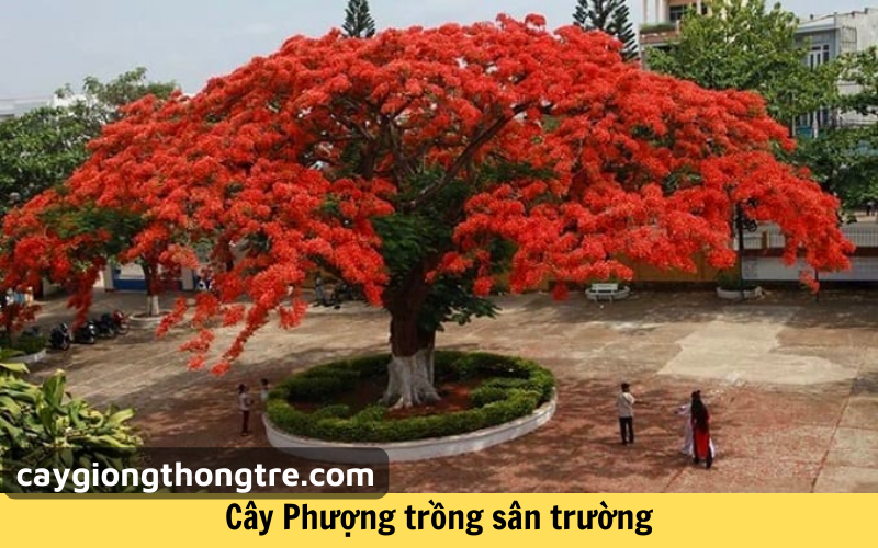Cây Phượng Vĩ Có ý Nghĩa Gì Và Cách Chăm Sóc Cây Phượng Vĩ Công Trình Nở Hoa đẹp Rực Rỡ